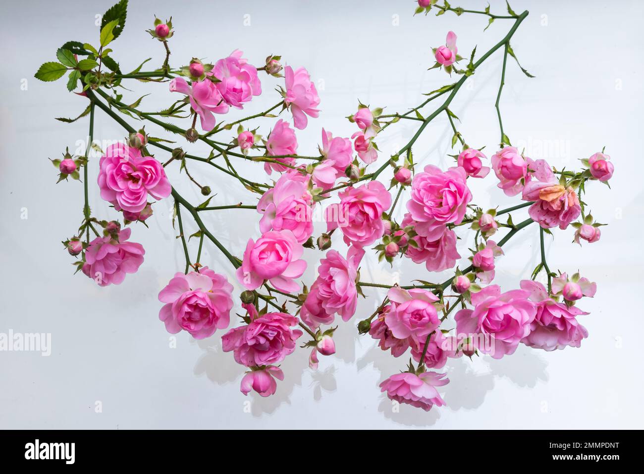 Light pink rose isolated on white background Stock Photo - Alamy