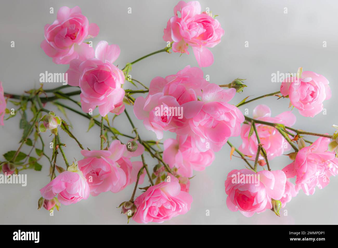 Light pink rose isolated on white background Stock Photo - Alamy