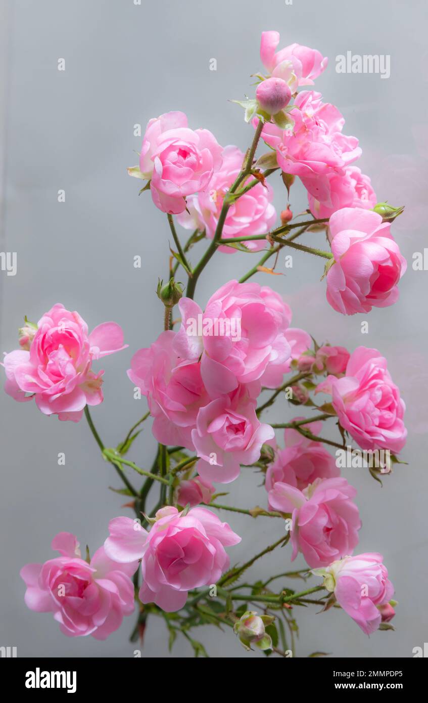 Light pink rose isolated on white background Stock Photo - Alamy