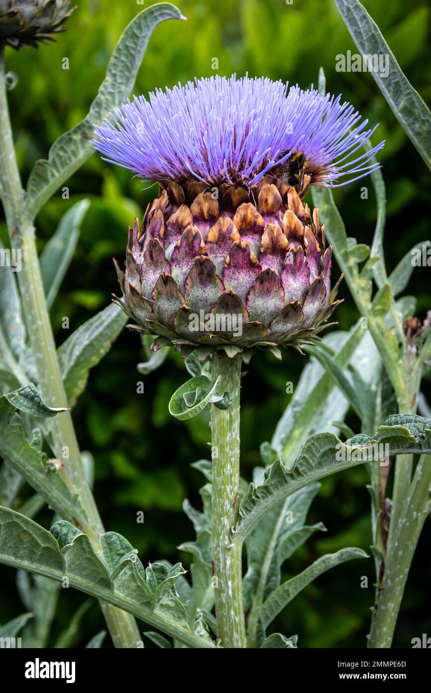 Large thistle flower, Botanical Gardens, Wellington, North Island, New ...