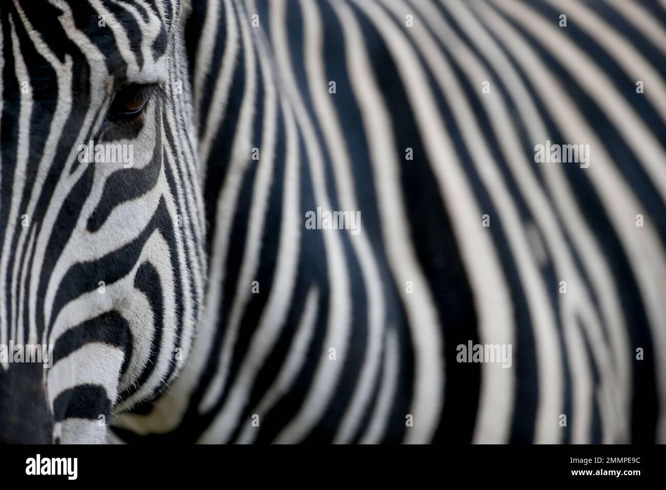 In this Aug. 7, 2018 photo, a zebra stands inside her enclosure at the "eco-park" in Buenos ...