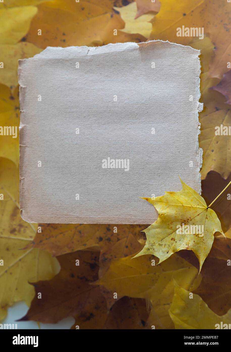 Autumn Leaves on the Old Paper sheet isolated on white Stock Photo - Alamy