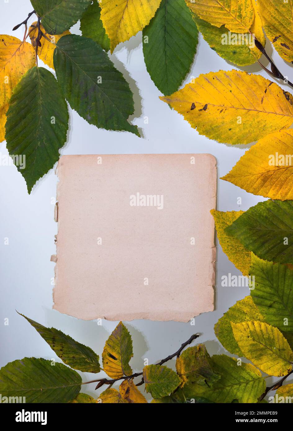 Autumn Leaves on the Old Paper sheet isolated on white Stock Photo - Alamy
