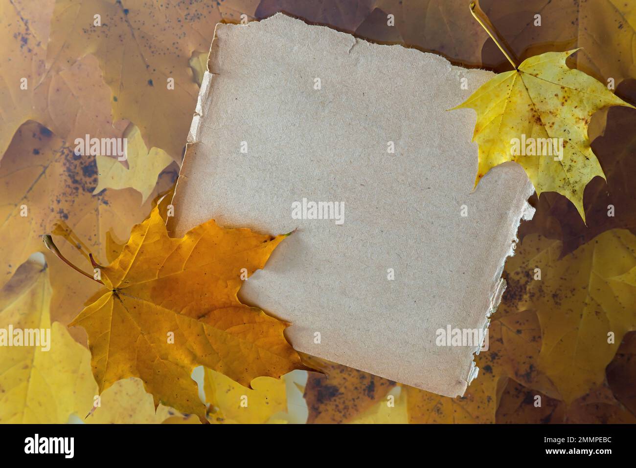 Old leaves isolated hi-res stock photography and images - Alamy