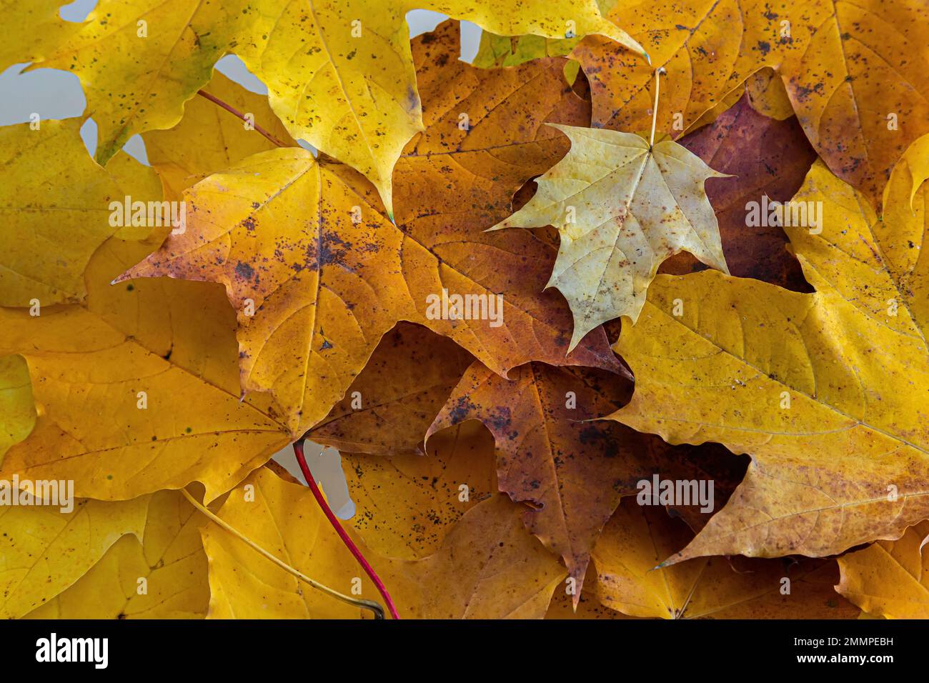 Colorful background of autumn maple tree leaves background close up ...