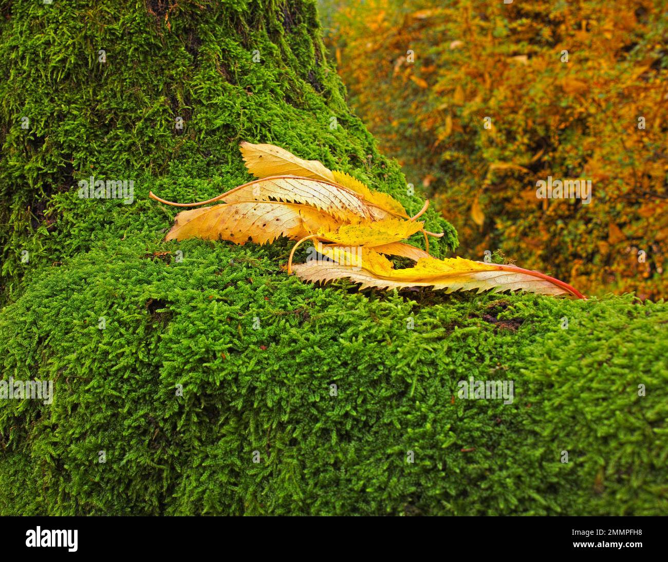 The Tree - token of a type. Tree - universal plant in all types and ...