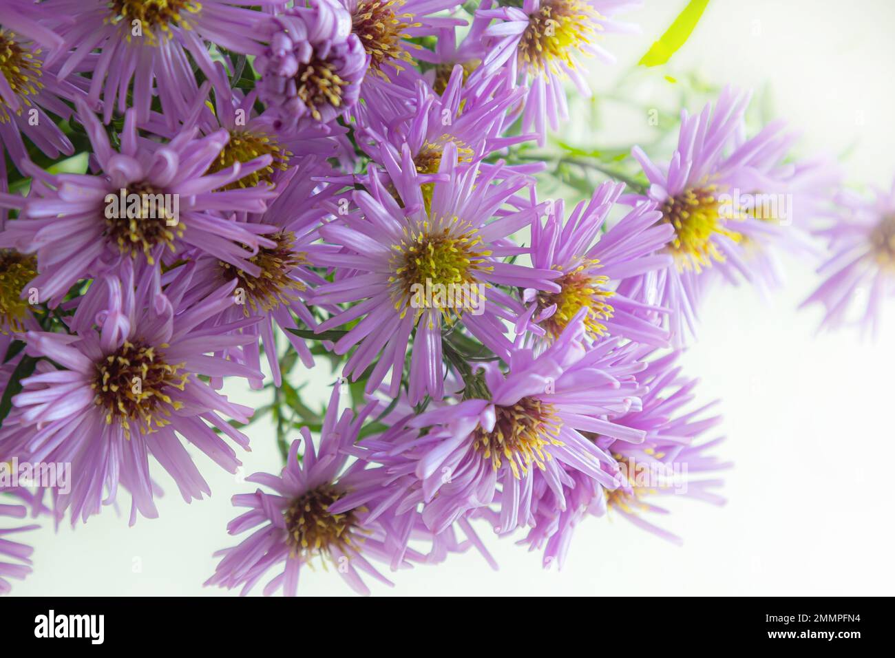 bouquet of beautiful purple chrysanthemums on a white background Stock ...