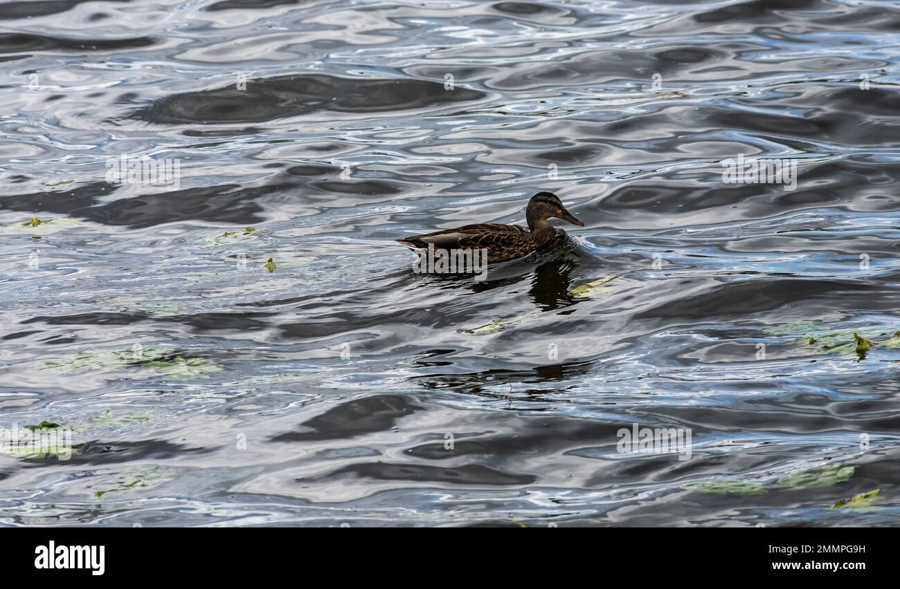 Ducks sit on pipe that goes into water of lake. Water near shore is ...