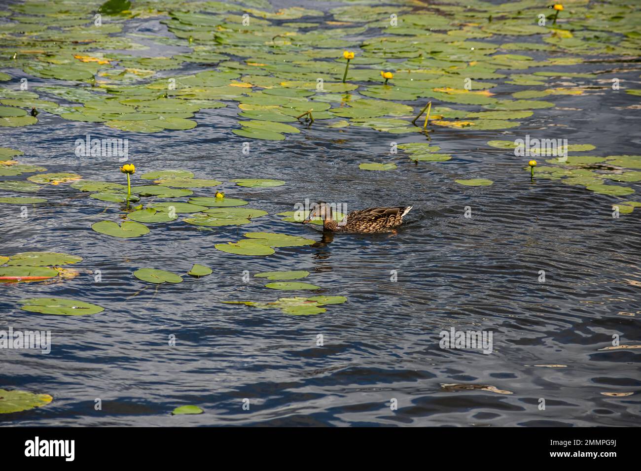 Ducks sit on pipe that goes into water of lake. Water near shore is ...