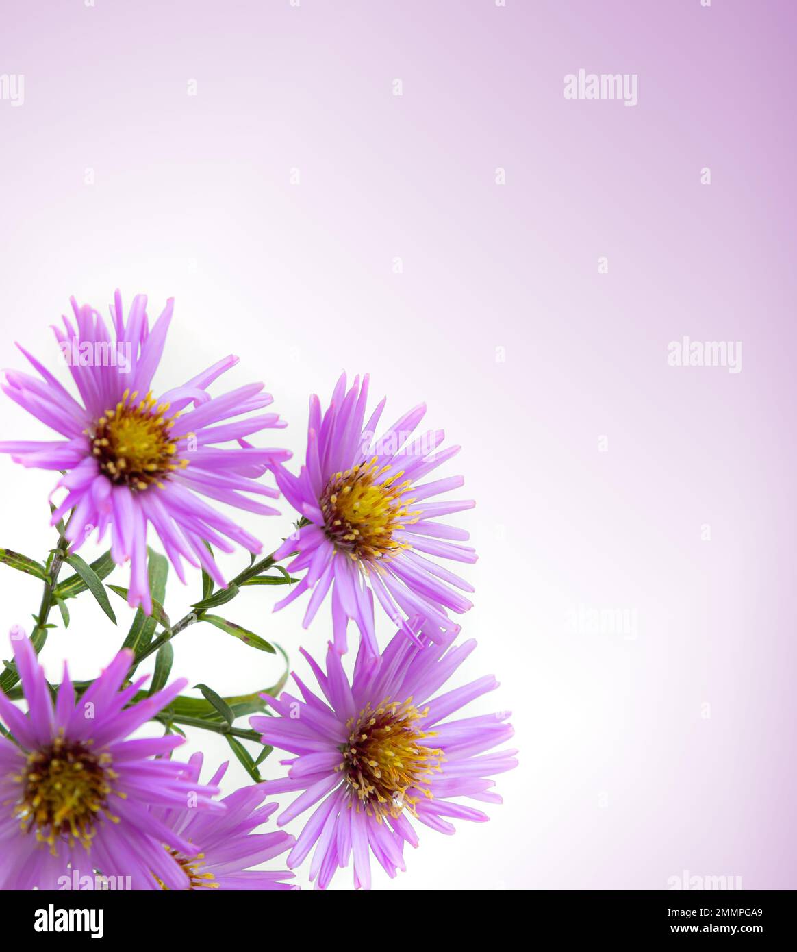 bouquet of beautiful purple chrysanthemums on a white background Stock ...