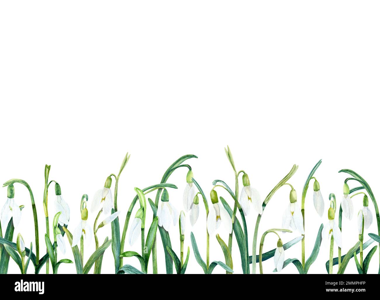 Snowdrops seamless border. Watercolor illustration isolated on white ...