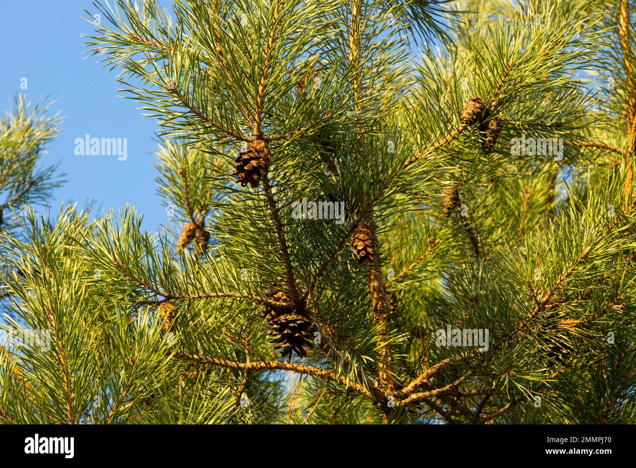 Pine tree cones hi-res stock photography and images - Alamy