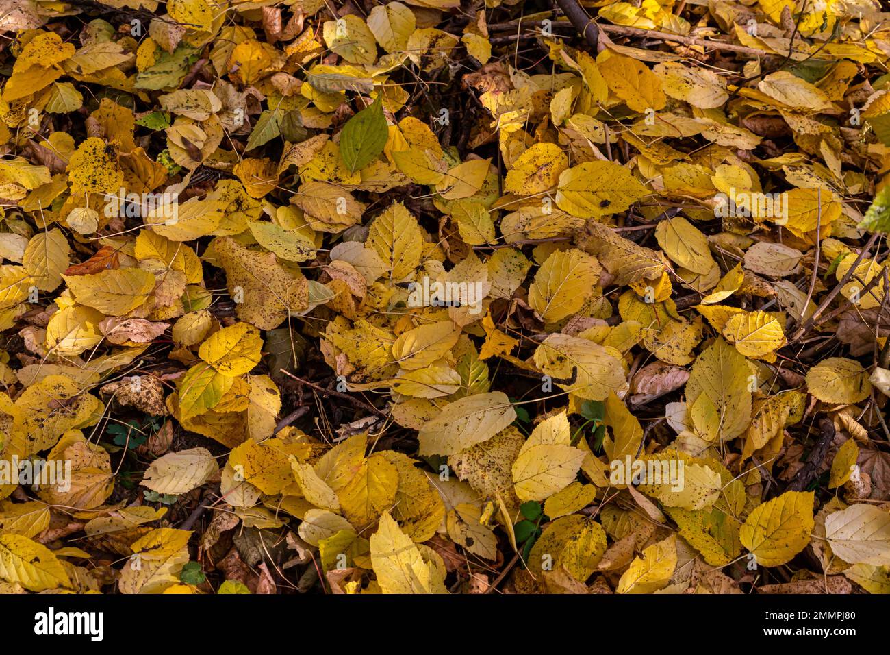 Abstract background texture fallen hi-res stock photography and images ...