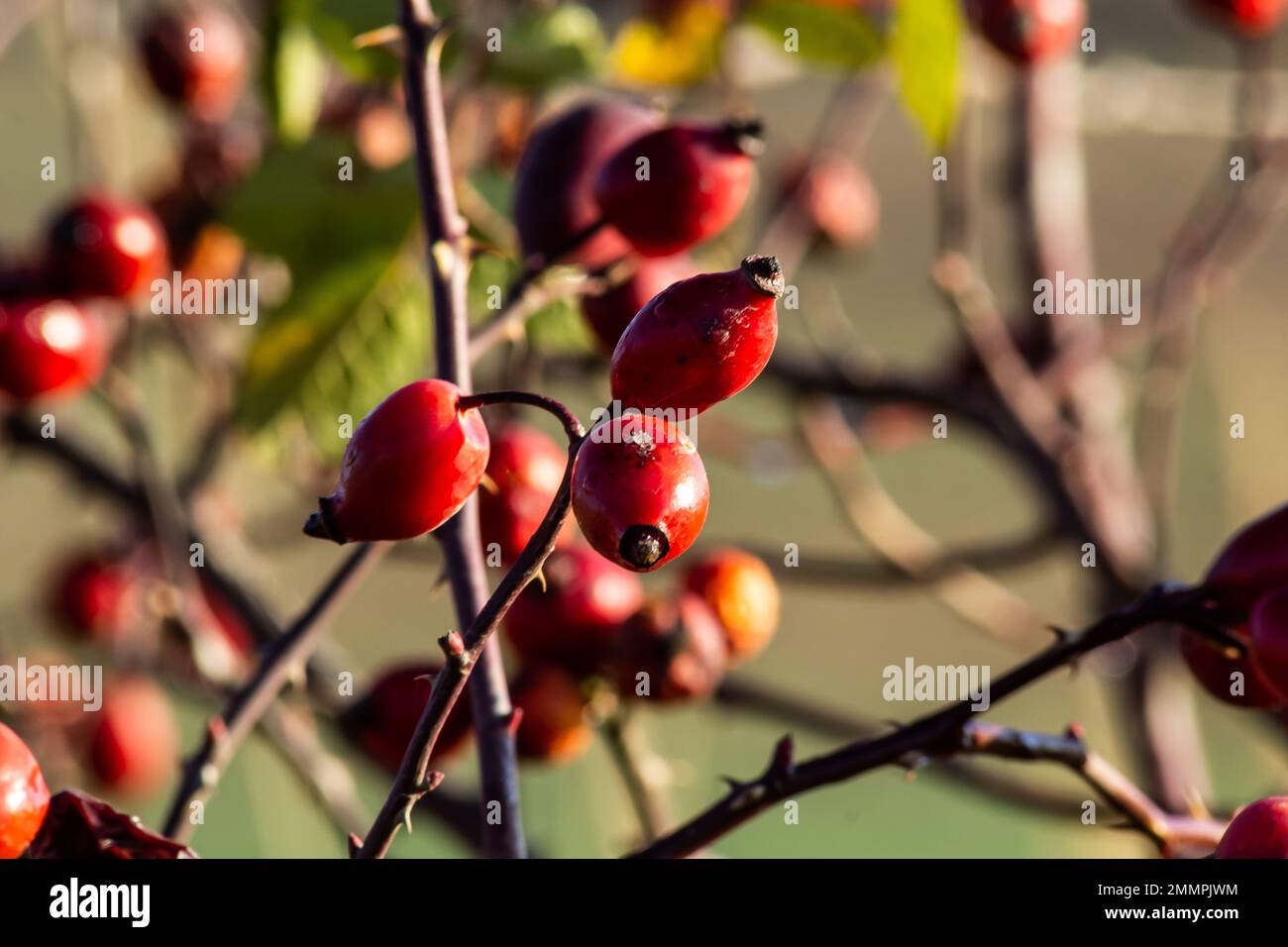 Briar fruit hi-res stock photography and images - Alamy