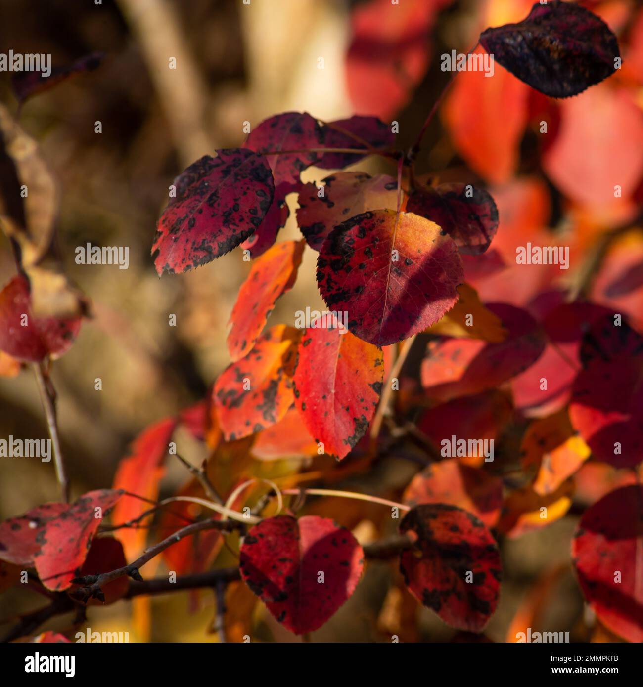 Leaves chaning color during autumn. Close up of the leaves with special ...