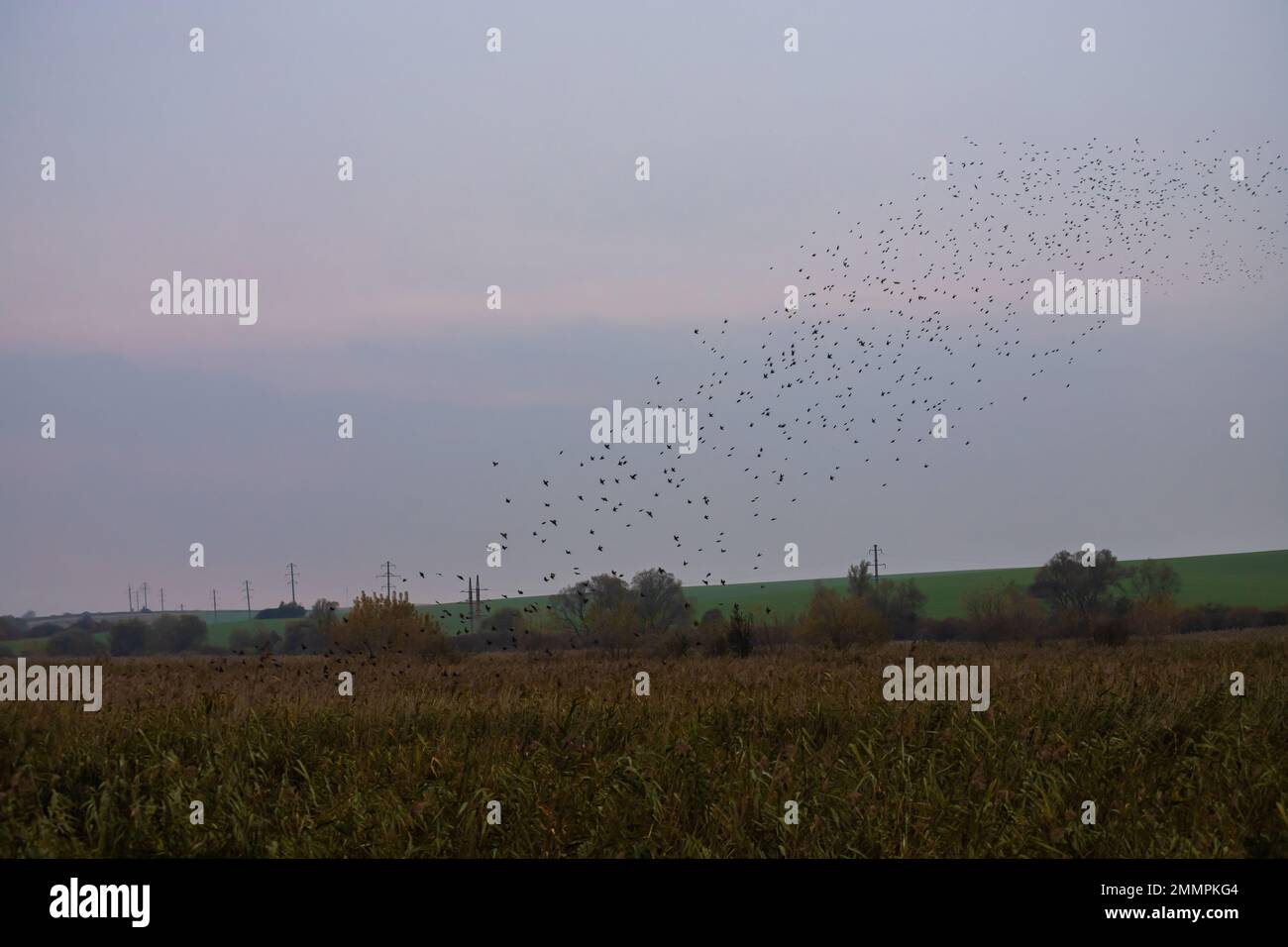 Beautiful large flock of starlings. During January and February ...
