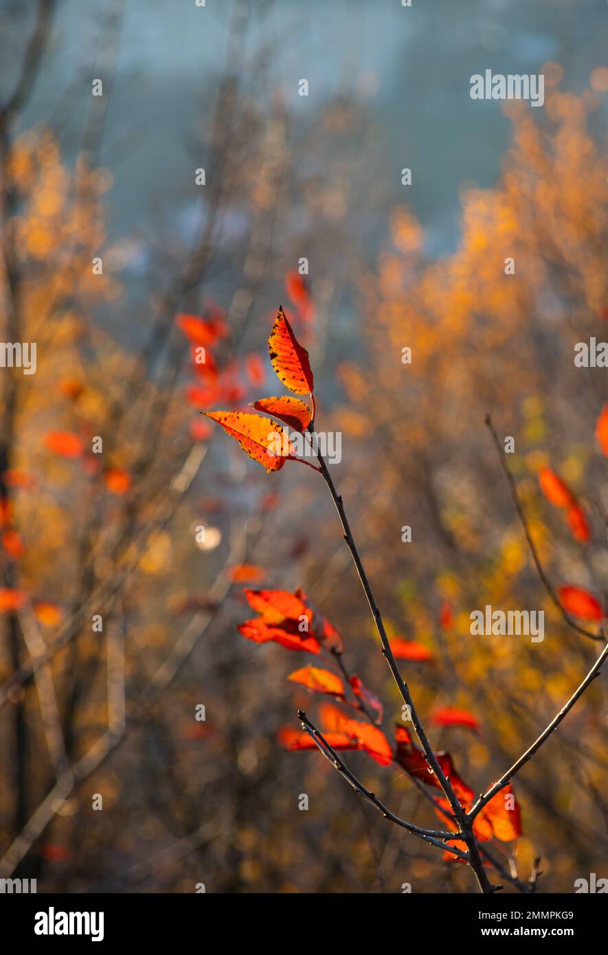 Leaves chaning color during autumn. Close up of the leaves with special ...