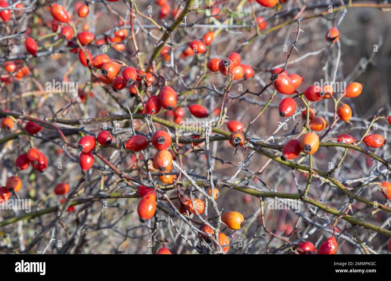 Briar bush hi-res stock photography and images - Alamy