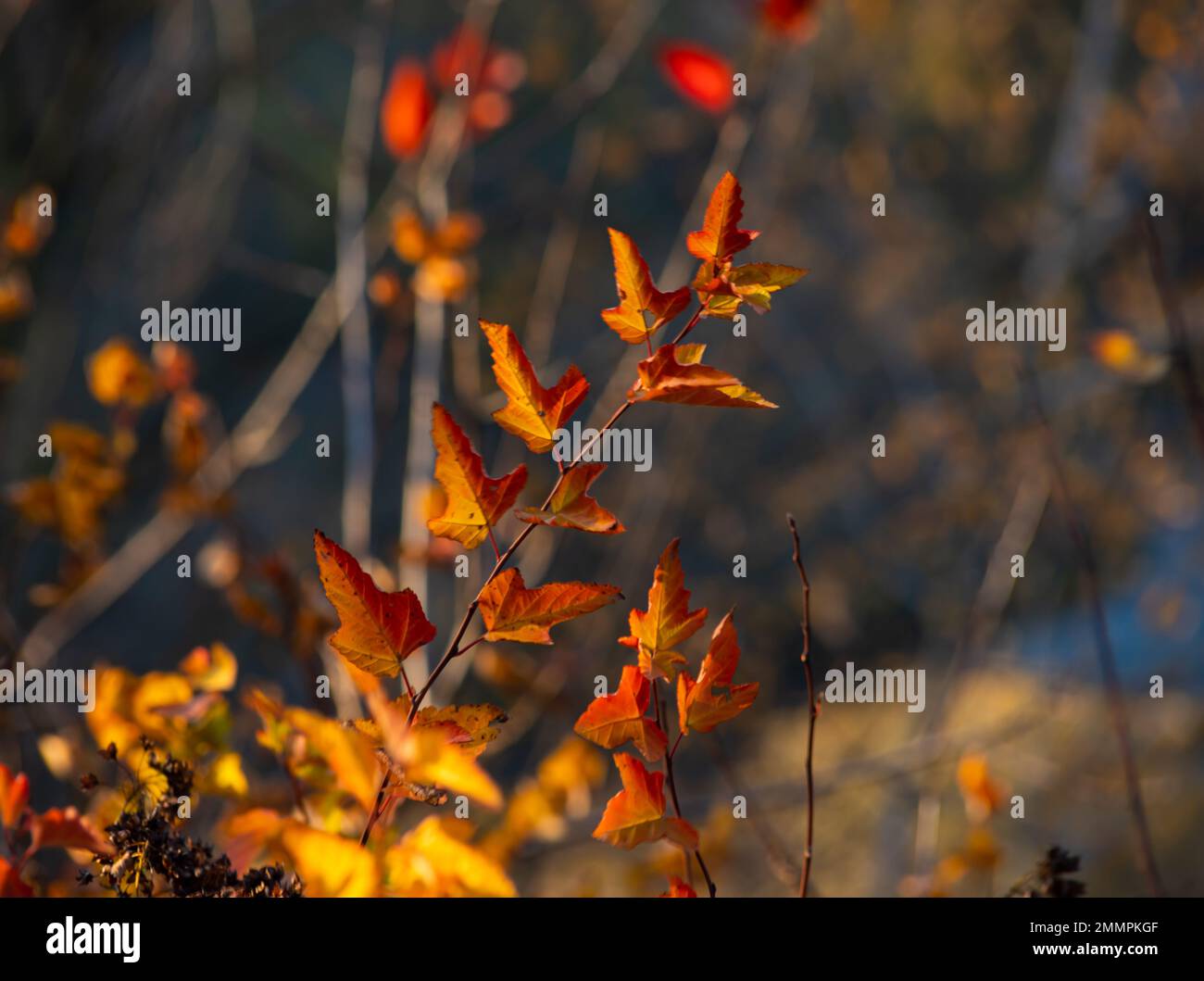 Leaves to color hi-res stock photography and images - Alamy
