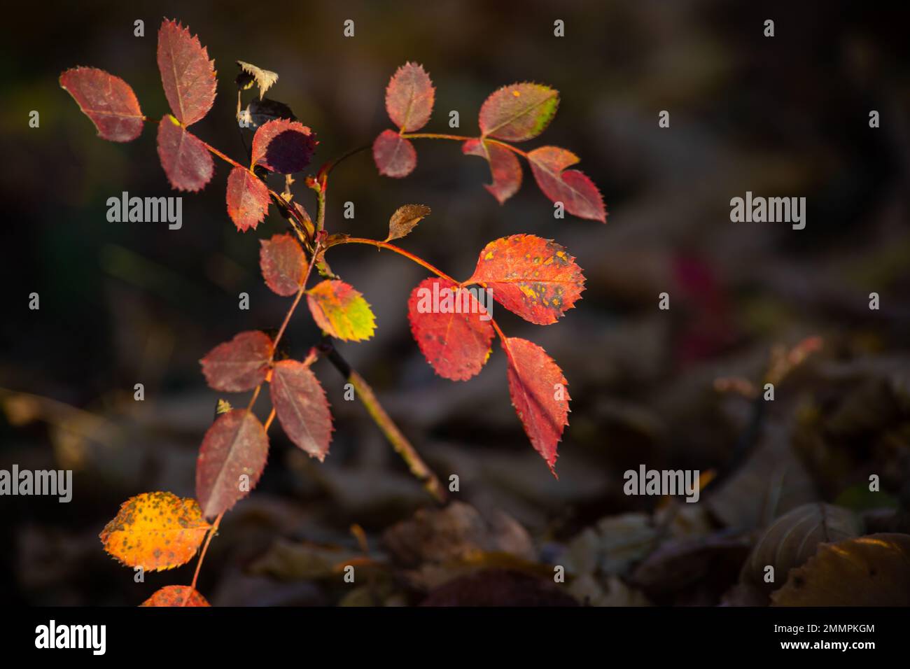 Leaves chaning color during autumn. Close up of the leaves with special ...