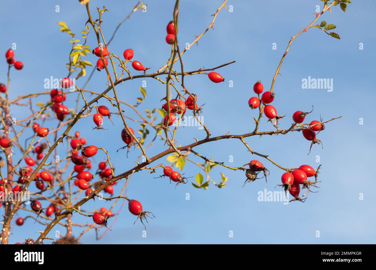 Briar bush hi-res stock photography and images - Alamy