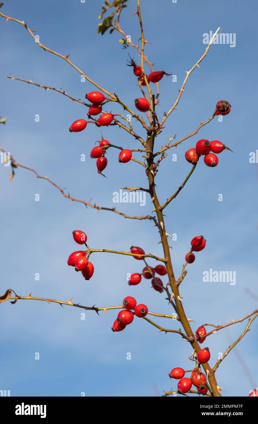 Briar bush hi-res stock photography and images - Alamy