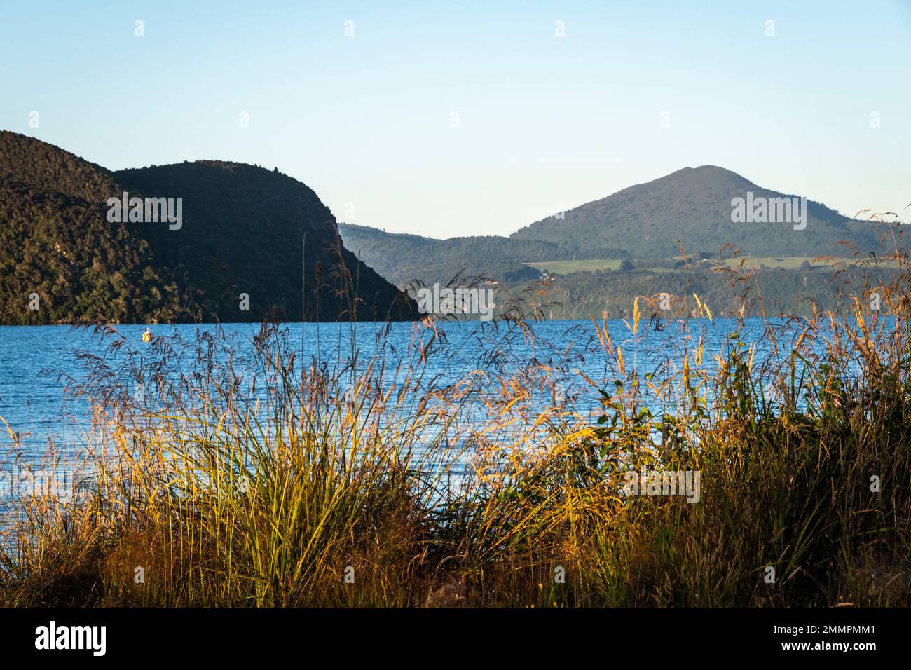 Motuoapu, Lake Taupo, North Island, New Zealand Stock Photo - Alamy