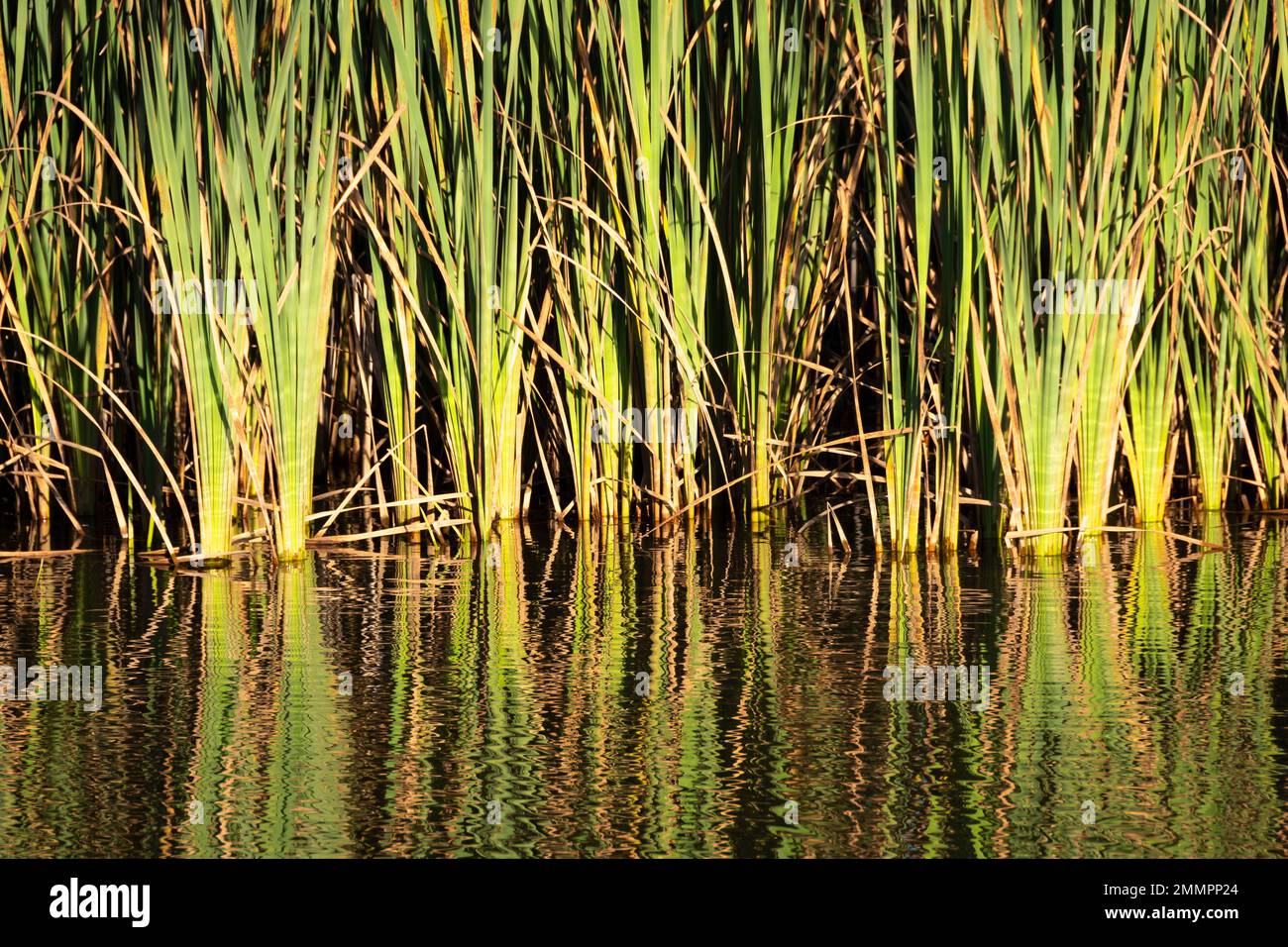 Reeds growing edge water hi-res stock photography and images - Alamy