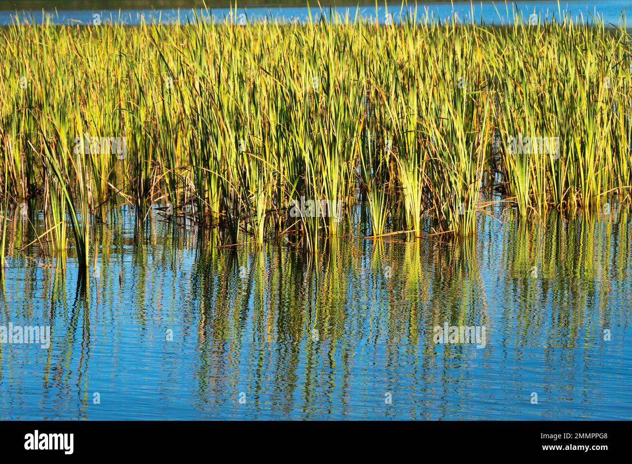 Reeds growing on the lake edge, Motuoapu, Lake Taupo, North Island, New ...