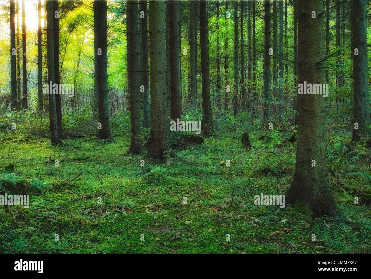 The Tree - token of a type. Tree - universal plant in all types and ...