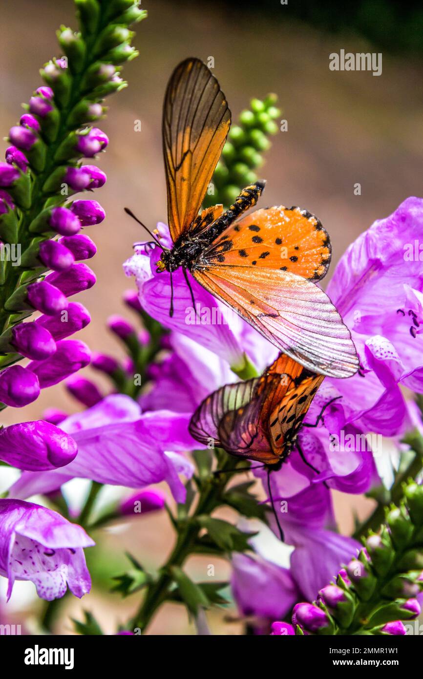Two Garden Acraea Butterflies, Acraea Horta, on the lavender colored ...