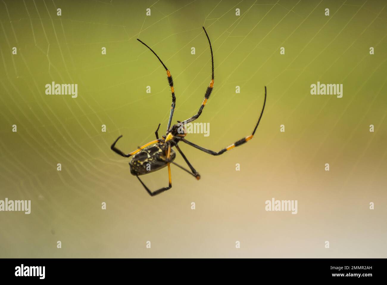 A large black and yellow female Golden orb web spider, suspended in her ...