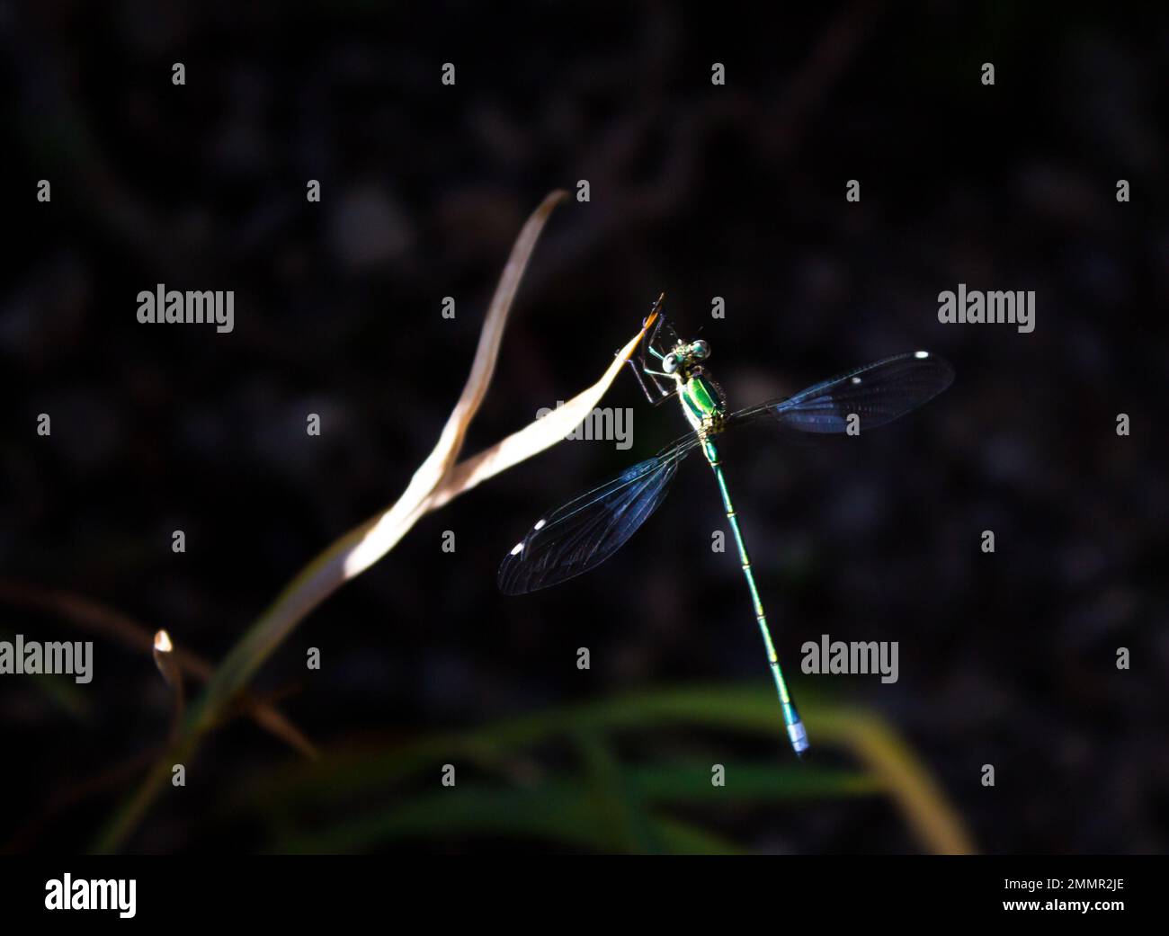 Club shaped abdomen hi-res stock photography and images - Alamy