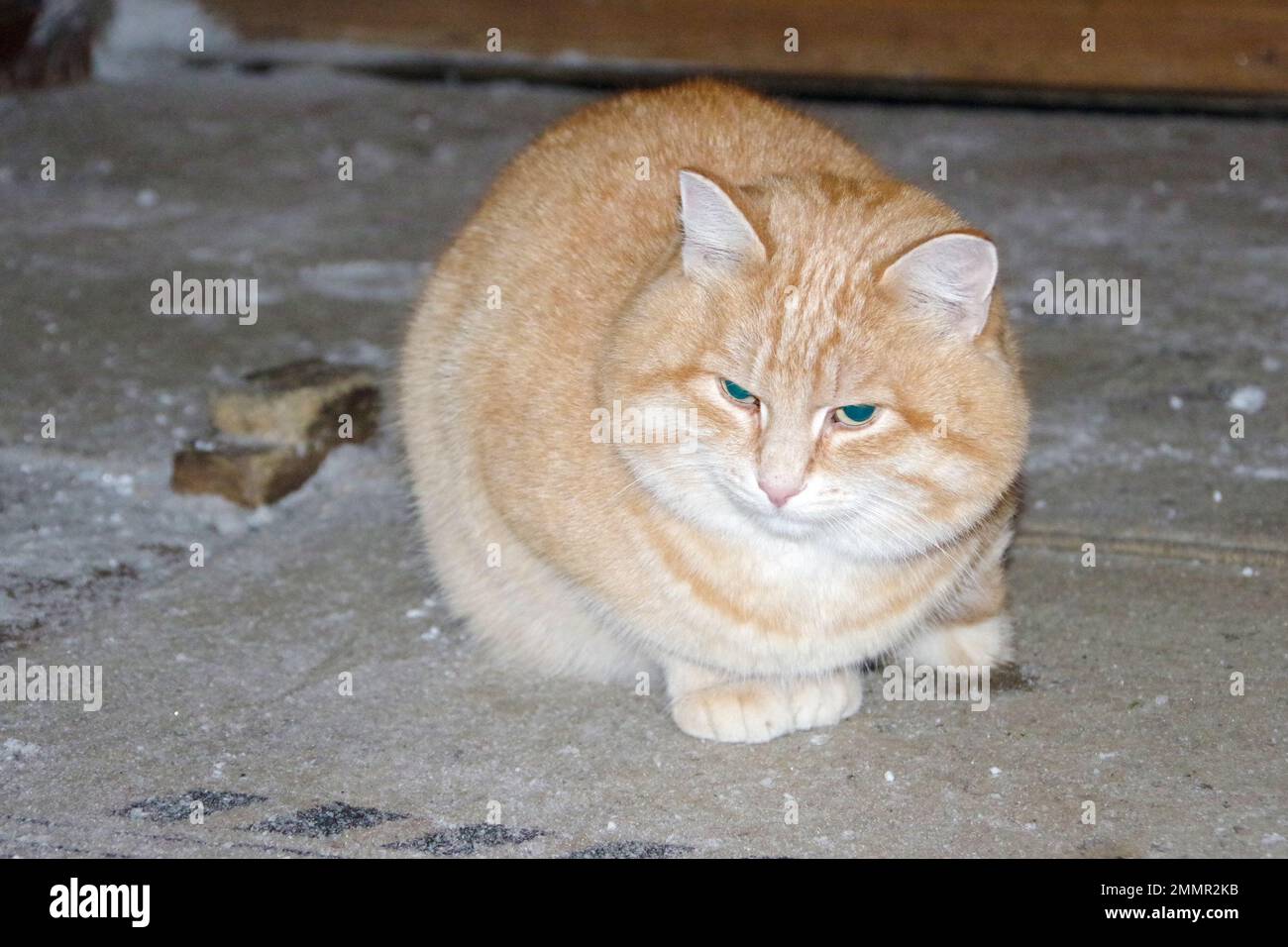 Fat ginger cat hi-res stock photography and images - Alamy