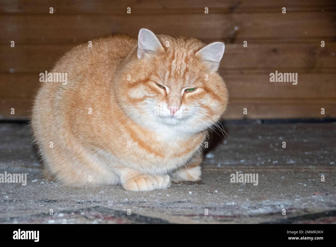 A phlegmatic fat ginger cat with green eyes sits on a rustic floor. The ...