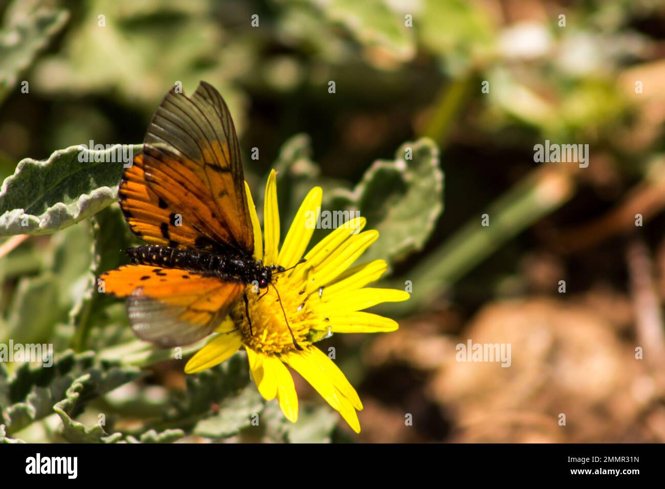 A delicate Garden Acraea butterfly (Acrea Horta) on a yellow daisy ...