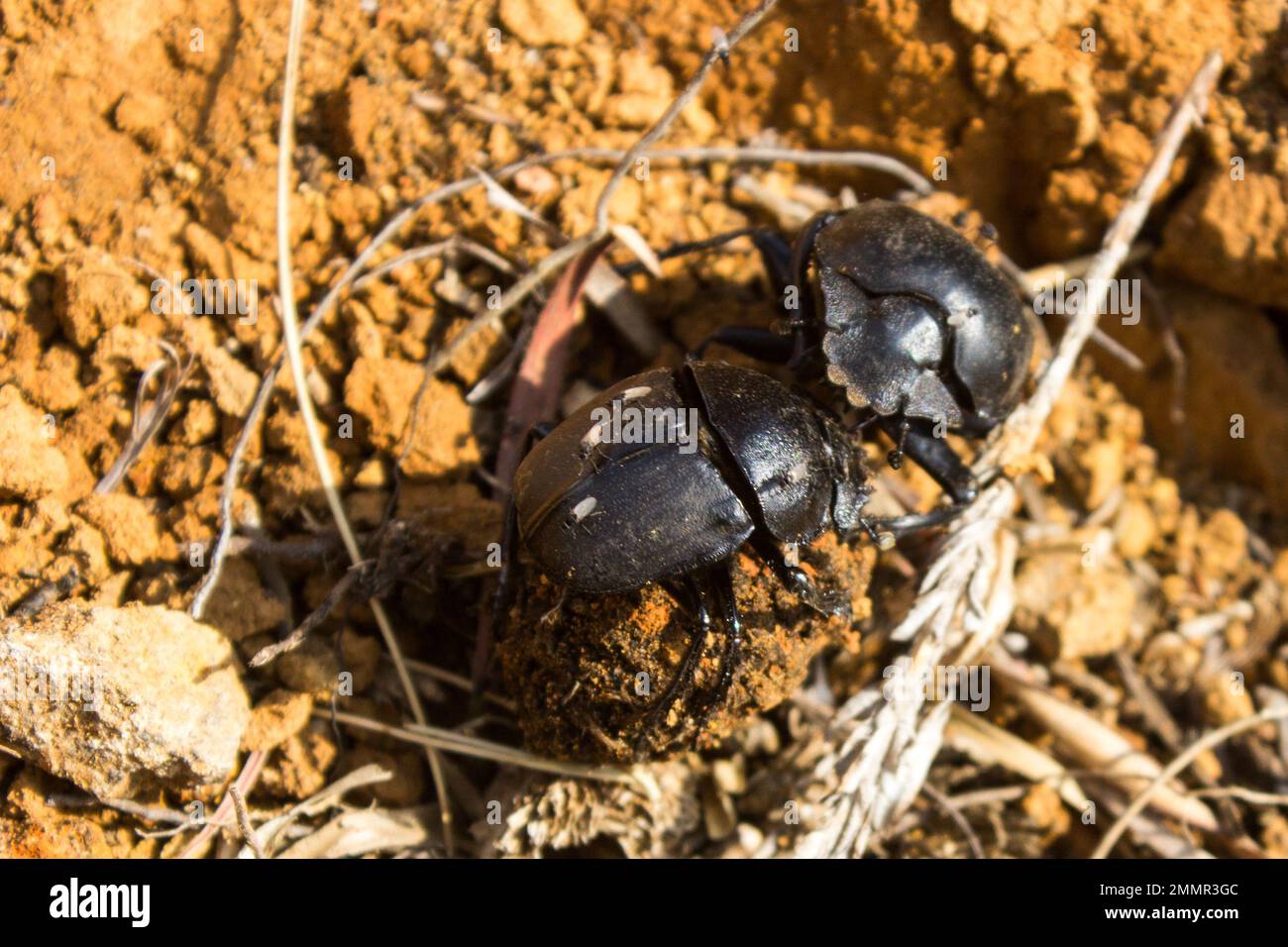 Two dung beetle’s fighting over a dung ball in the grasslands of the ...