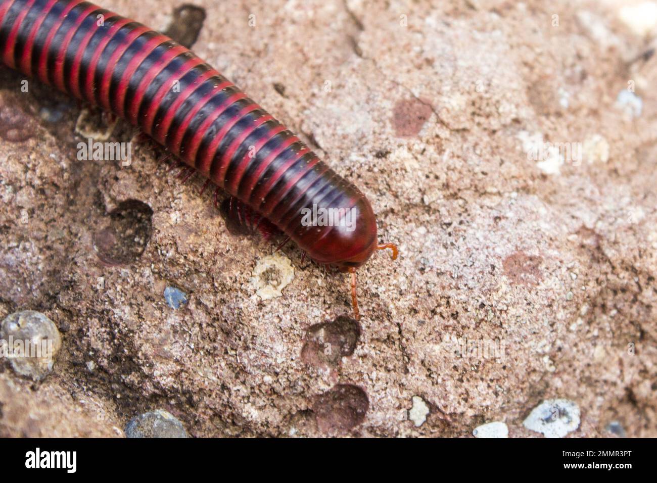 Red And Black Centipede