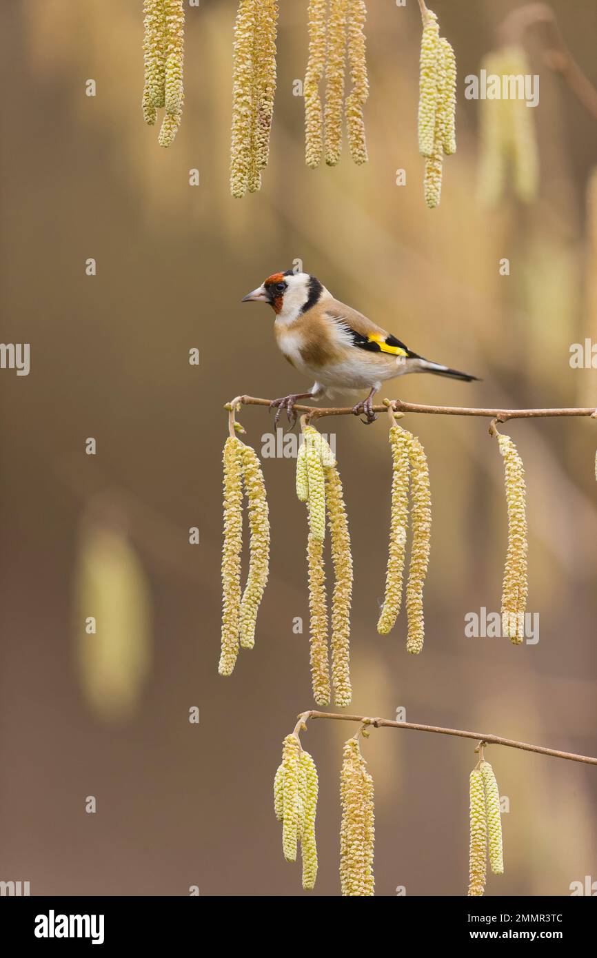 European goldfinch Carduelis carduelis, adult perched on Hazel Corylus ...