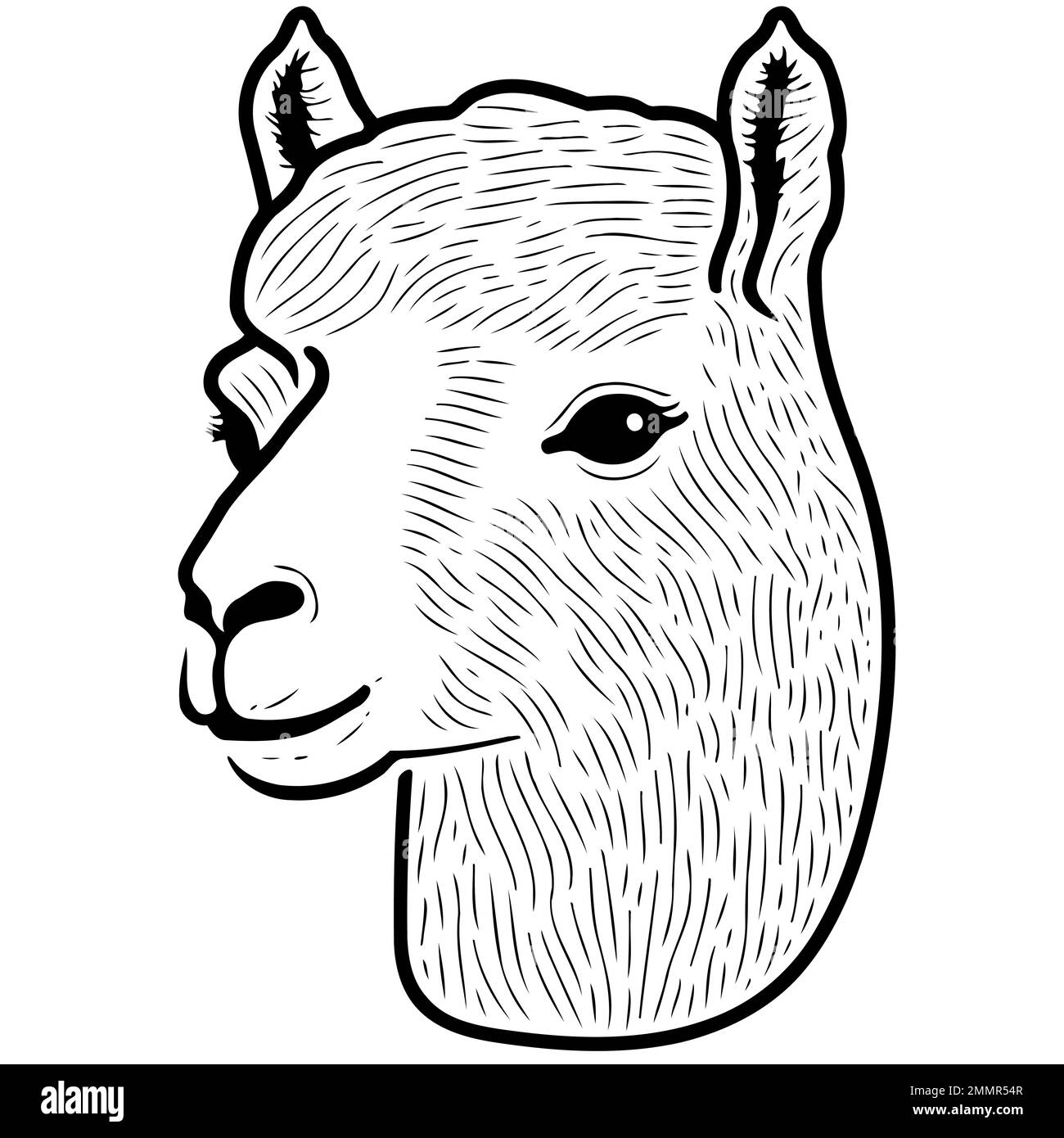 Llama Head Drawing