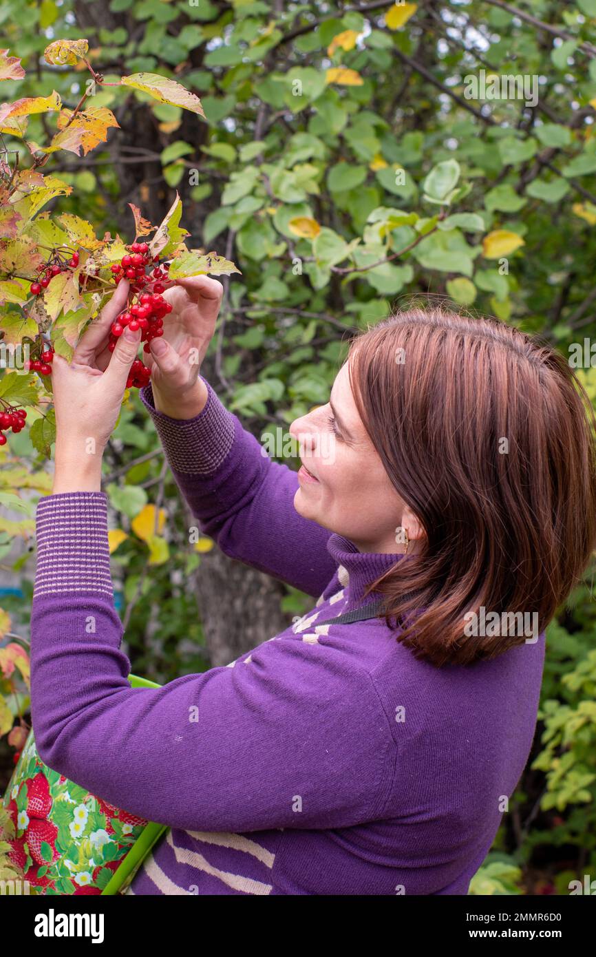 Portrait of a female farmer hand picking red berries on her tree branch ...