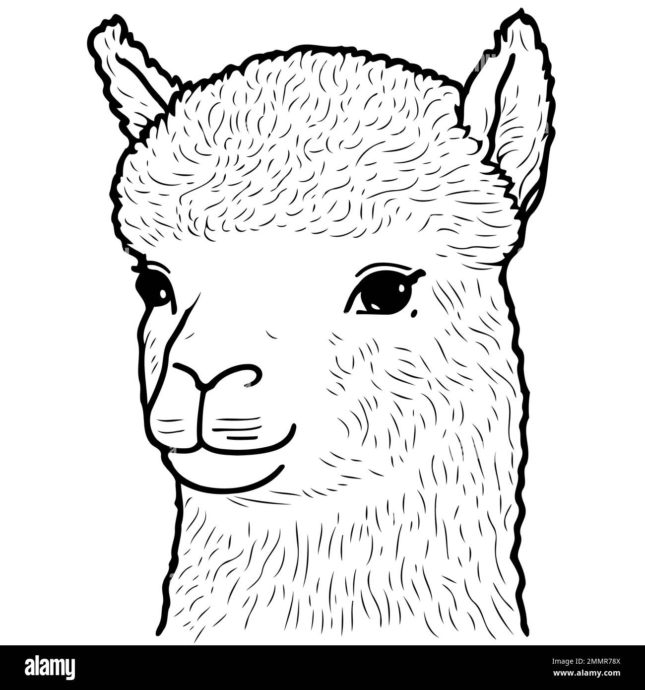 Alpaca Face Drawings