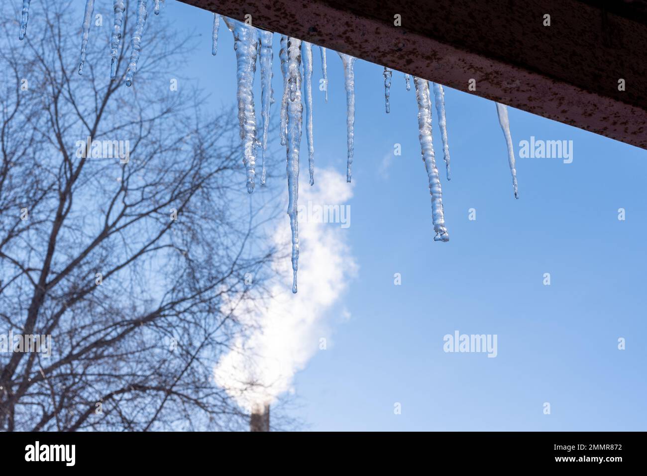 Transparent icicles hang from the roof against the blue sky and trees. Spring melting snow ...