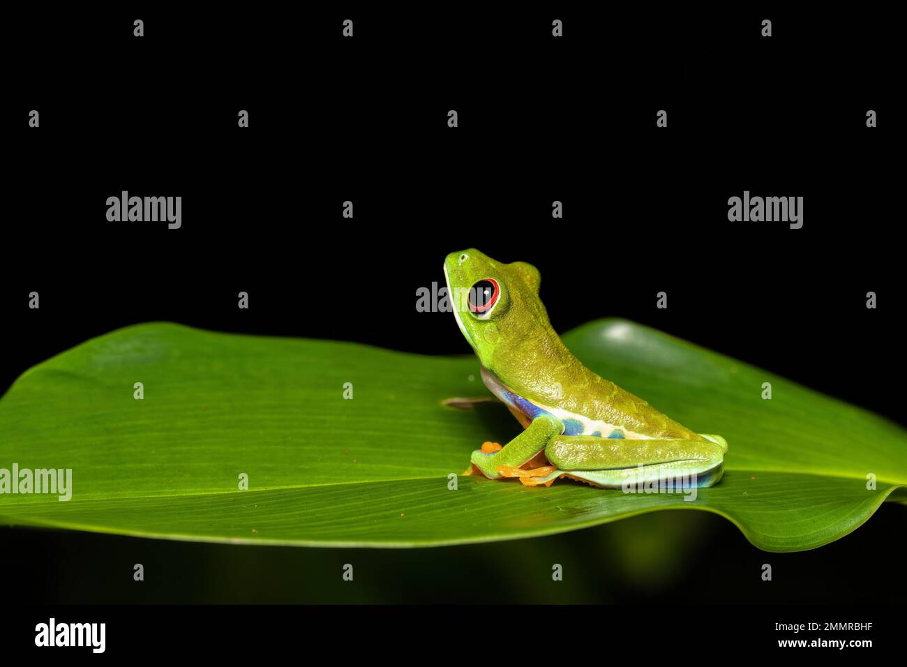 Red-eyed tree frog (Agalychnis callidryas), Beautiful iconic Green frog ...