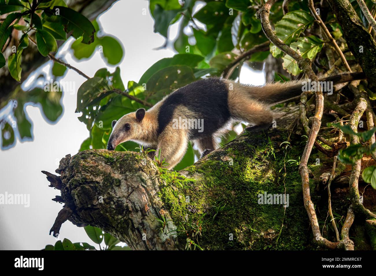 Northern tamandua (Tamandua mexicana), ant eater climg in treetop ...