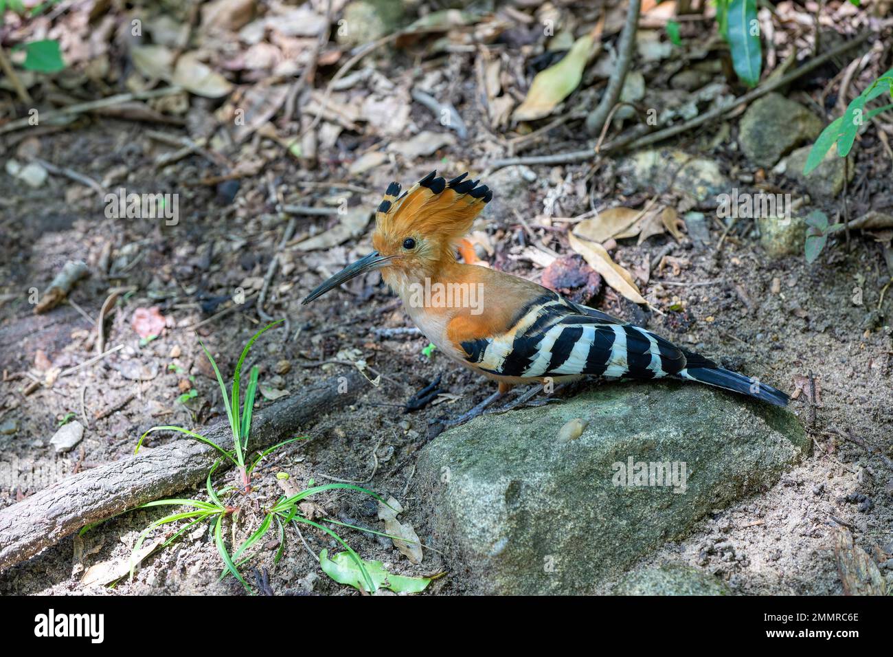 Madagascar hoopoe (Upupa marginata), species of hoopoe in the family ...
