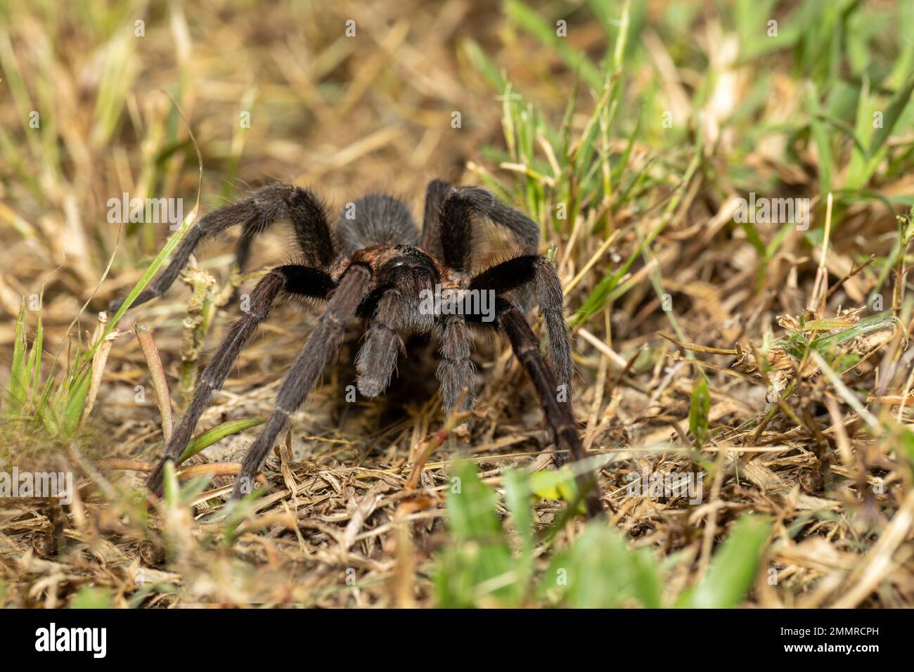 Big scary spider, tarantula family hunting at night. Tarantula ...