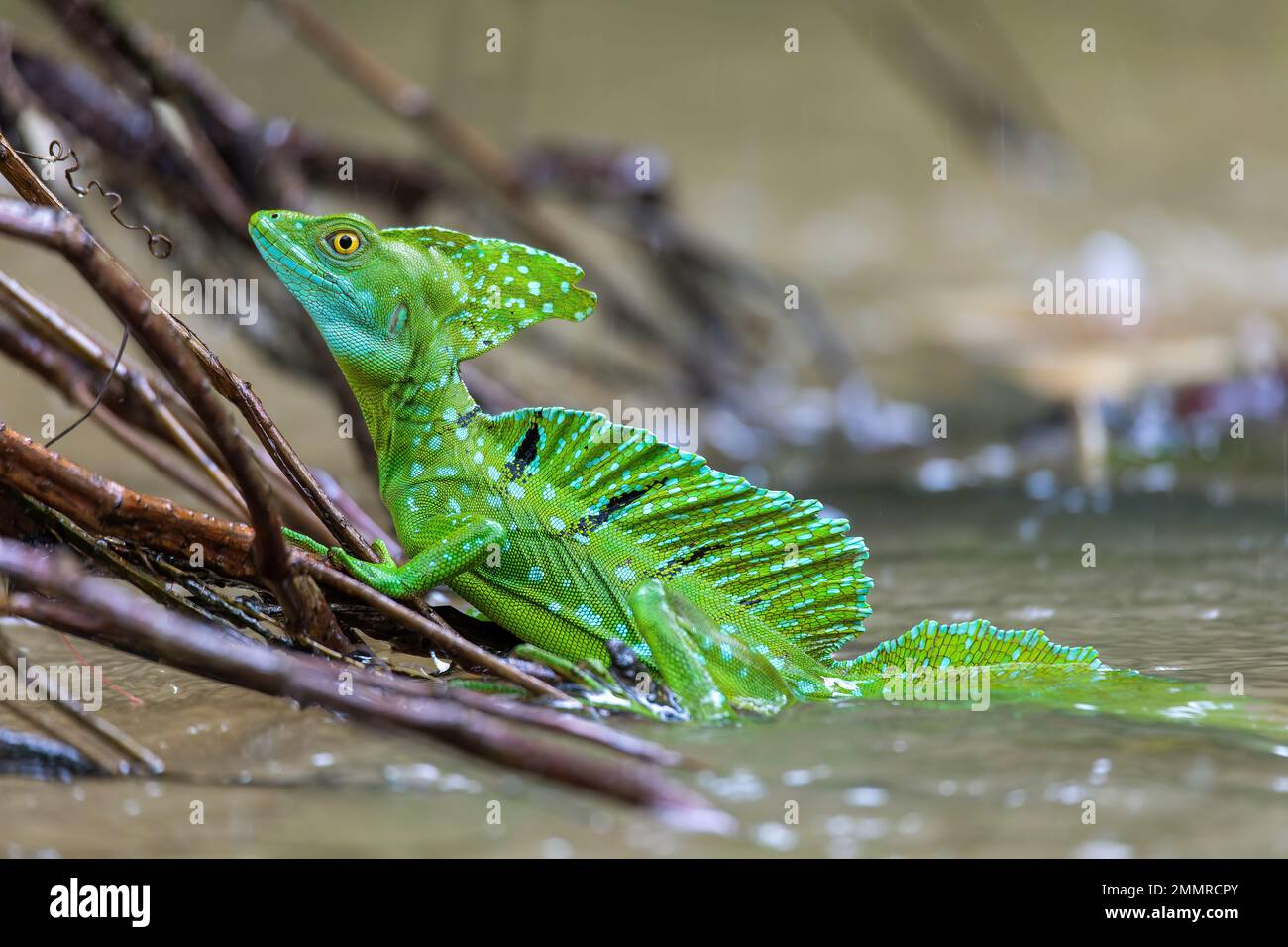 Beautiful green lizzard Plumed green basilisk (Basiliscus plumifrons ...
