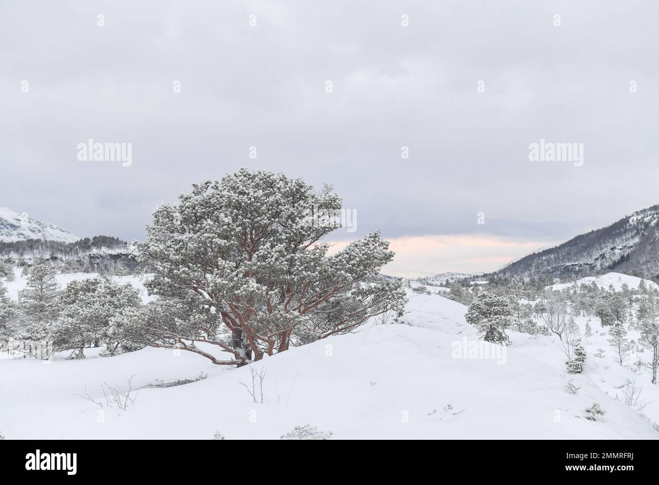 Snow landscape in the mountains of arctic Norway in winter Stock Photo ...