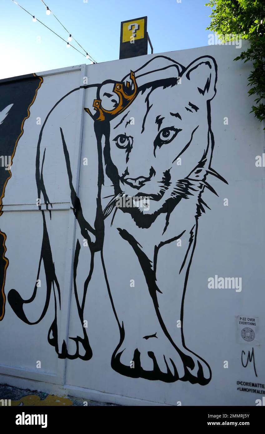 Los Angeles, California, USA 27th January 2023 P-22 Mountain Lion, P22 ...